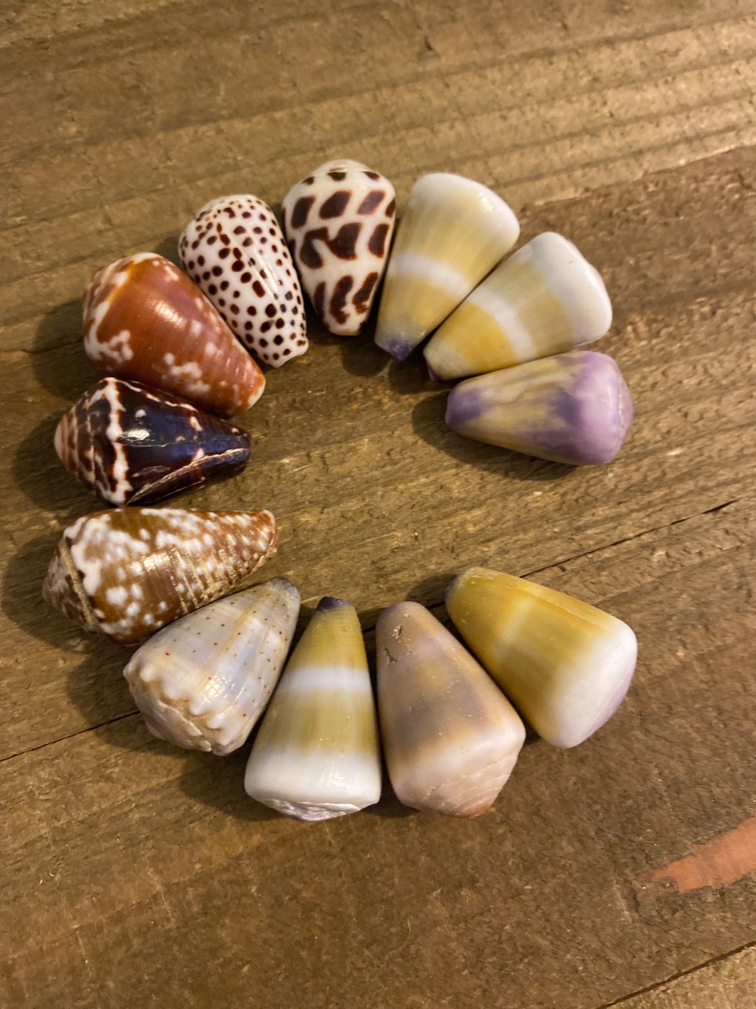 12 Pack Assorted Chunky Cone Shells From Hawaii - Etsy