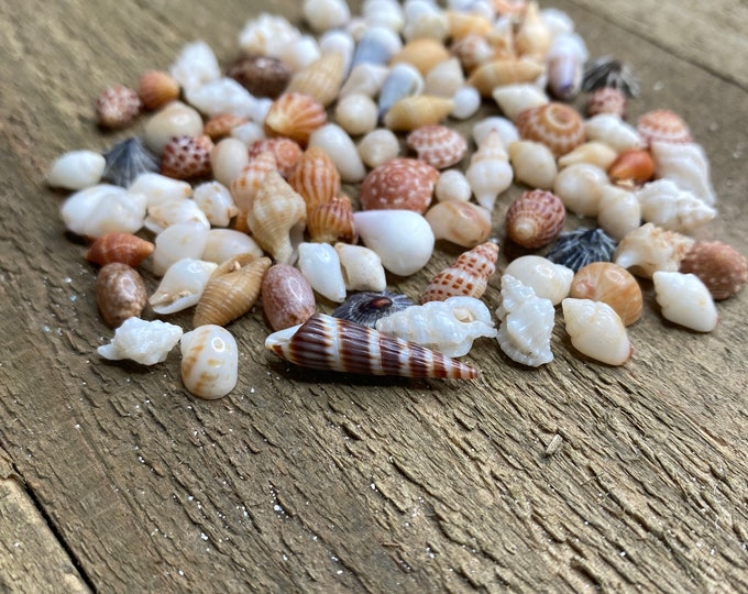 Miniature Small Crafting Seashells From Hawaii Assorted Whole - Etsy