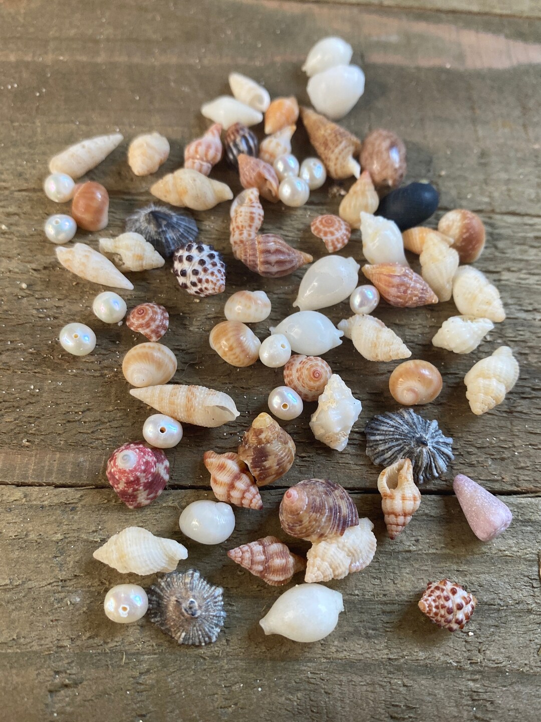 Miniature Small Crafting Hand Picked Seashells From Hawaii Assorted ...