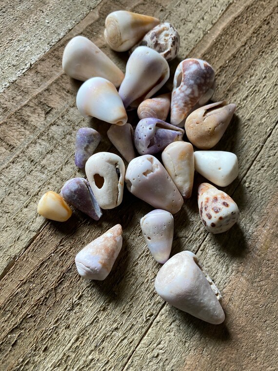 Cone Shells From Hawaii Sea Tumbled Seashells - Etsy