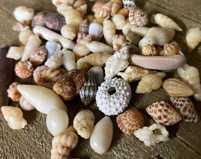 Miniature Small Crafting Seashells From Hawaii Assorted Whole Shells ...