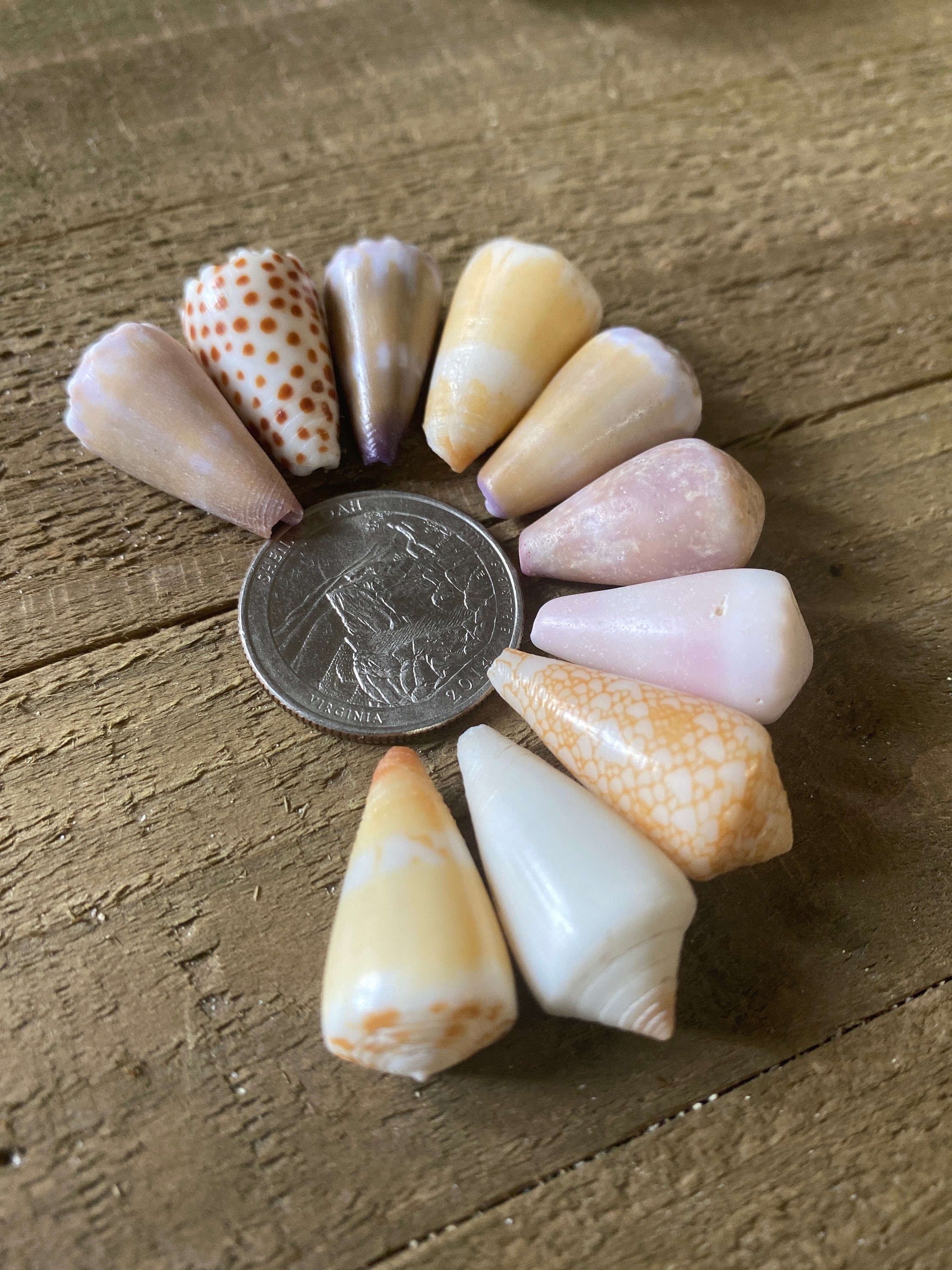 Hawaii Purple Cones Assorted Sizes Pack of 10 Cone Shells - Etsy