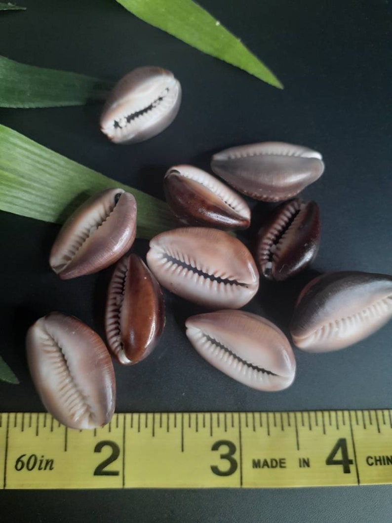 Hawaii Cowrie Shells Assorted Sizes Mixed Colors Bulk Order - Etsy