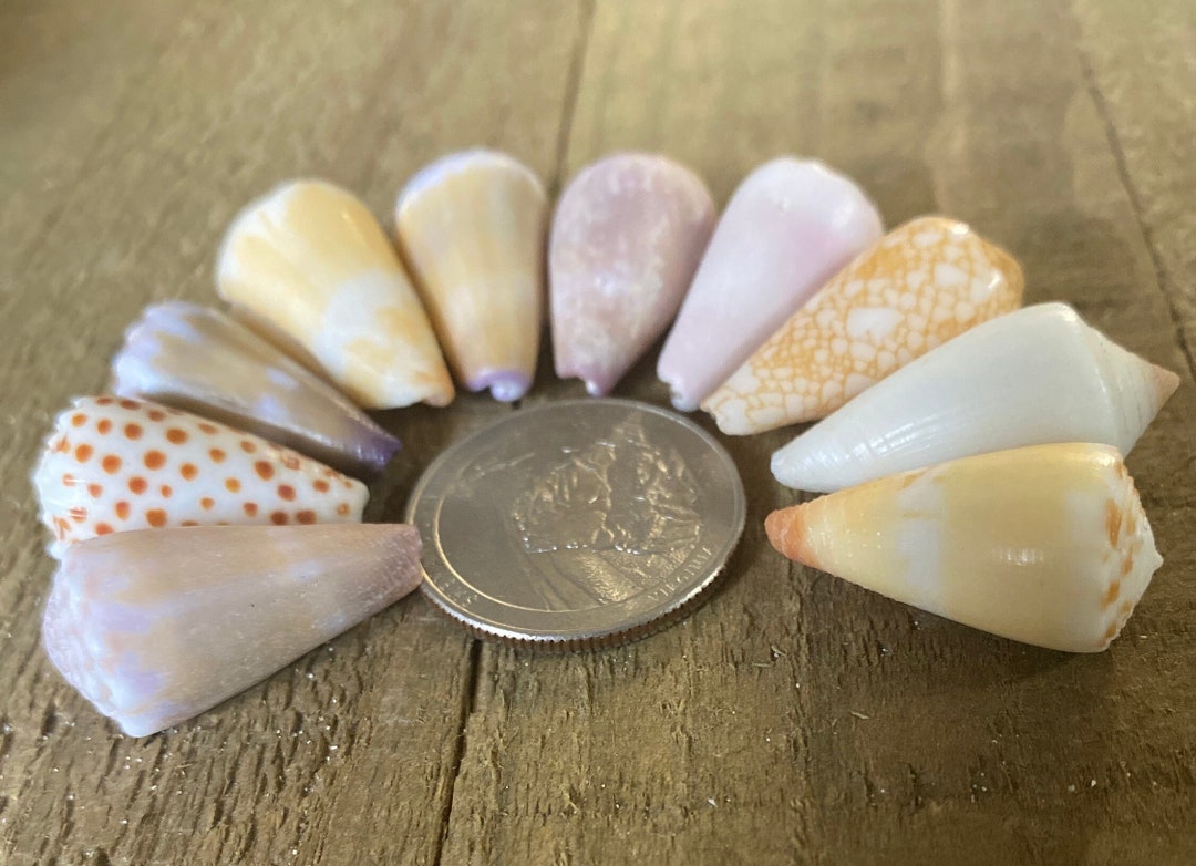 Hawaii Purple Cones Assorted Sizes Pack of 10 Cone Shells - Etsy