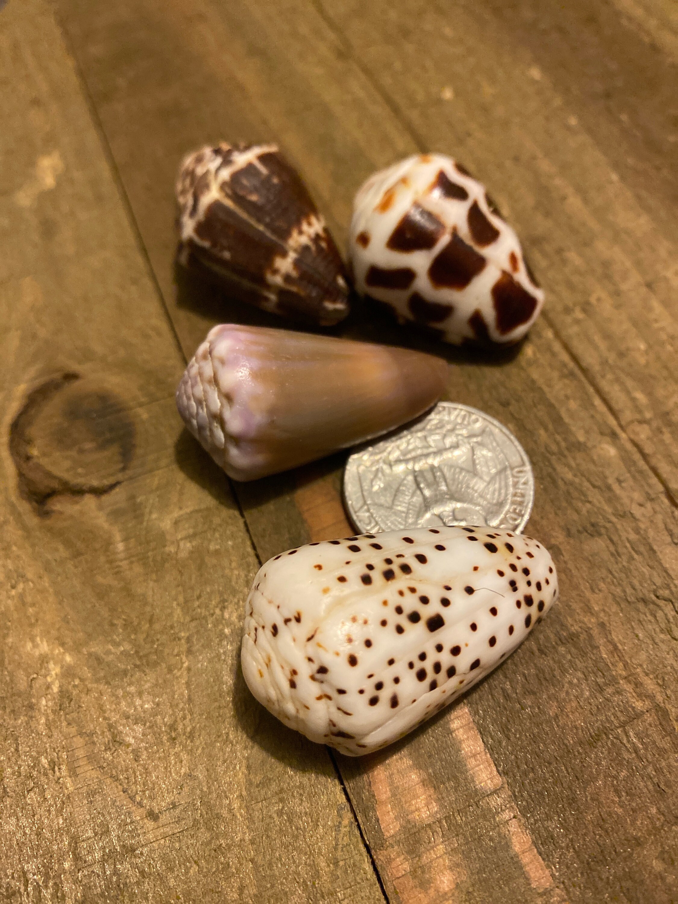 4 Pack Assorted Chunky Cone Shells From Hawaii - Etsy