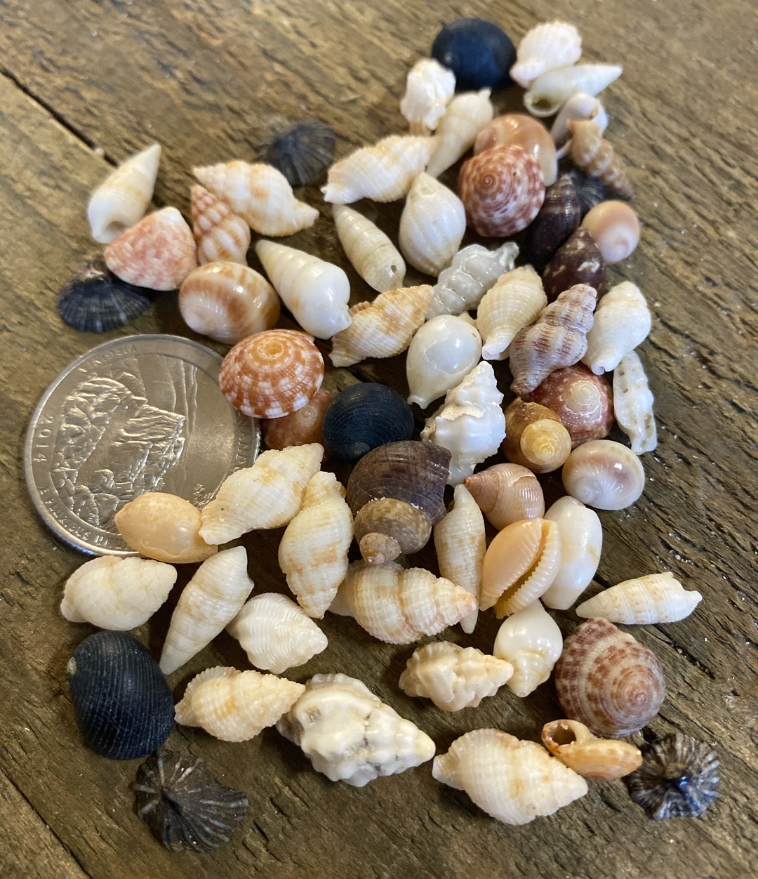 Miniature Small Crafting Seashells From Hawaii Assorted Whole Shells ...