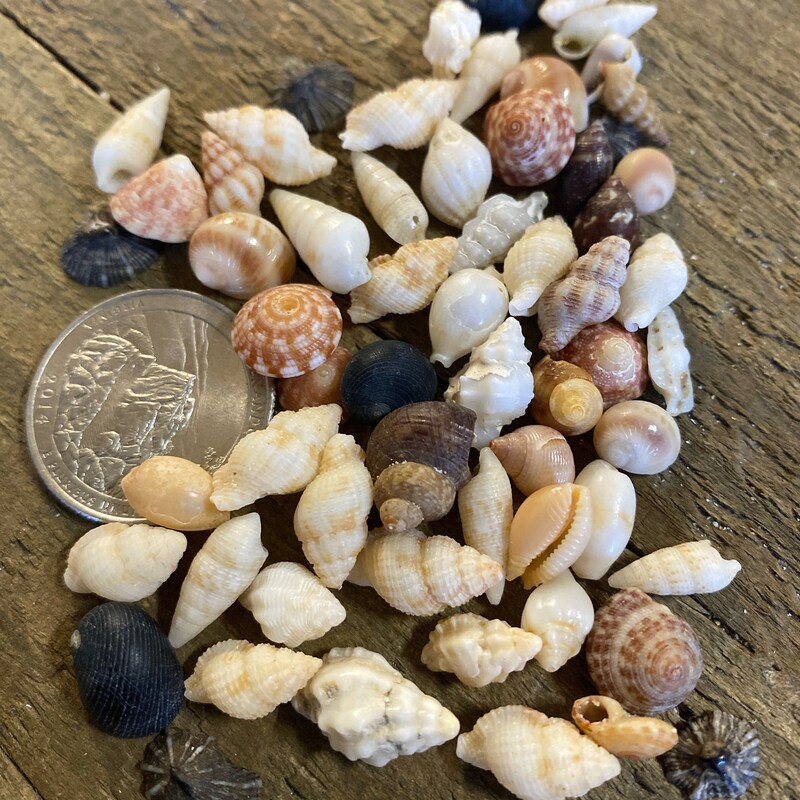 Shells From Hawaii - Etsy