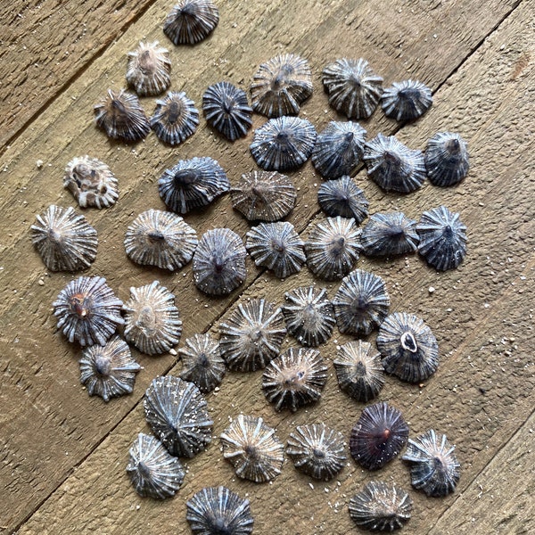 Rare Sea Shells - Etsy