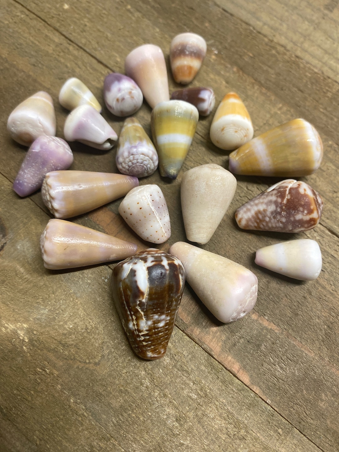 Coloful Hawaiian Cone Shells 20 Pack Assorted Colors and Sizes Shells ...