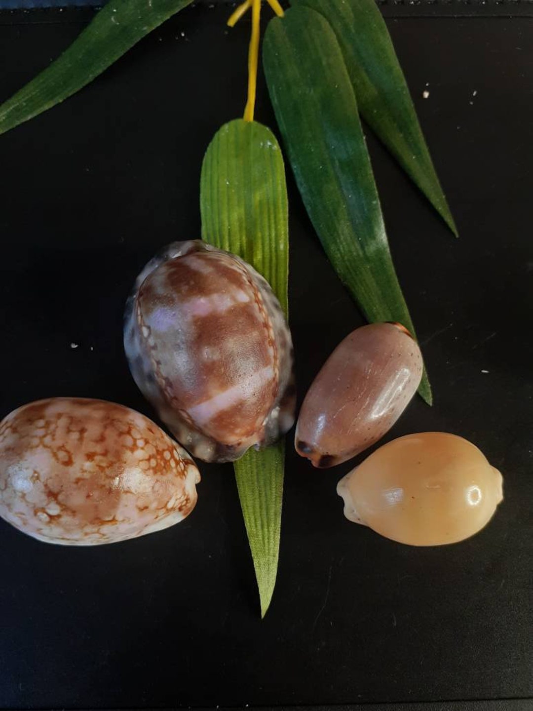 Cowrie Shells From Hawaii Assorted Set of 4 Big Cowrys Shell - Etsy