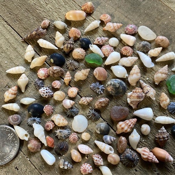 Rare Hawaii Shells - Etsy