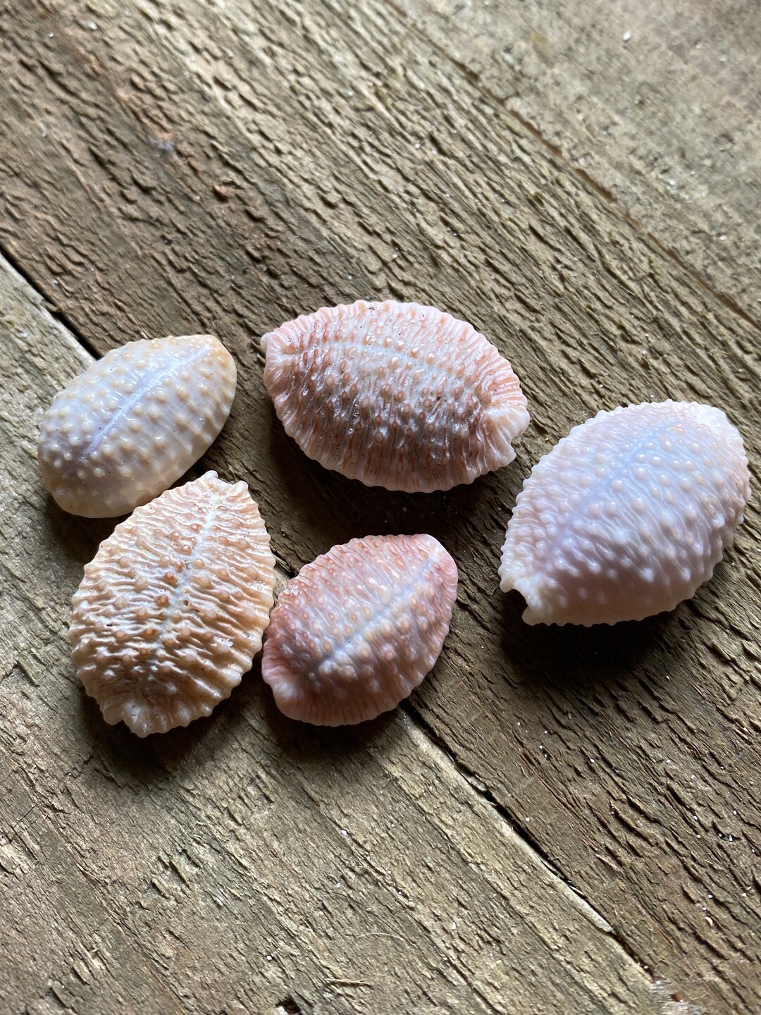 5 Beautiful Hawaii Granulated Cowry Shells Sugar Cowries - Etsy