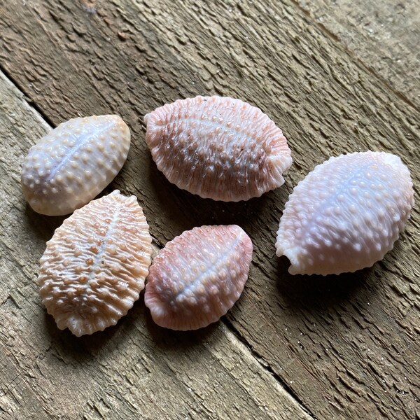 Cowry Shells - Etsy