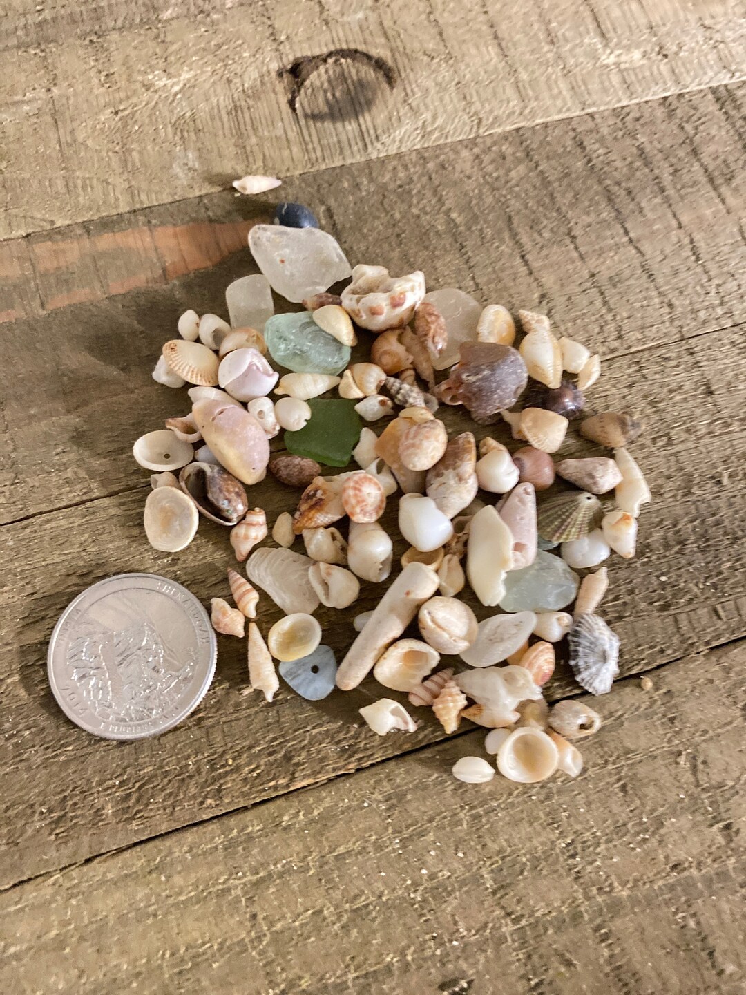 Mini Hawaii Shells Sea Tumbled Shells Momi Augers Spindles and Miters ...