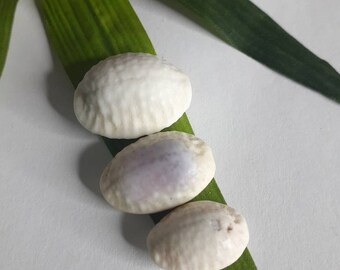 Tumbled Sea Shells - Etsy