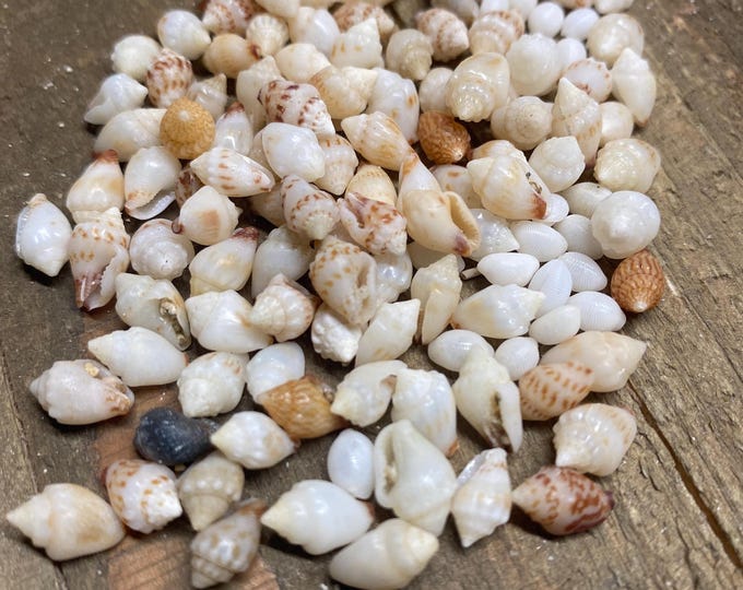 Hawaii Assorted Whole Momi Shells and Trivia Mixed Colors Shells - Etsy