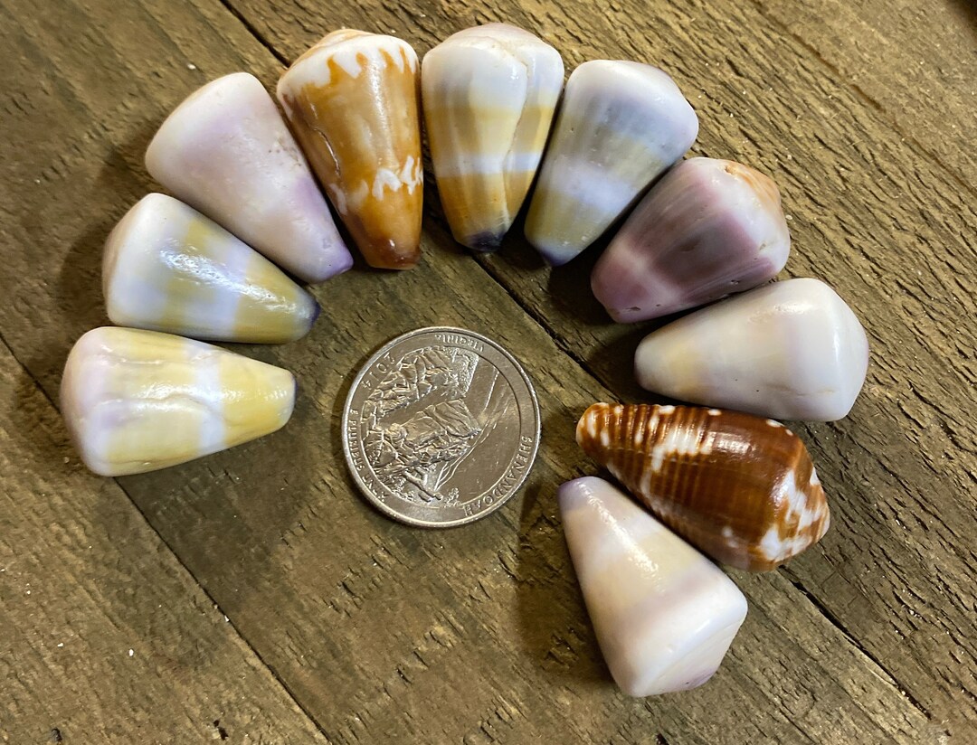 10 Pack Assorted Chunky Cone Shells From Hawaii - Etsy UK