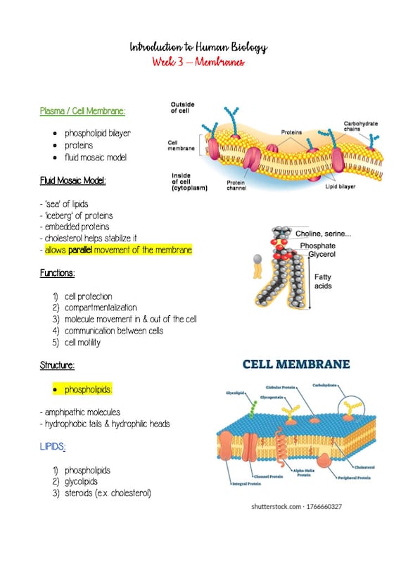 Fluid Mosaic Model Ib