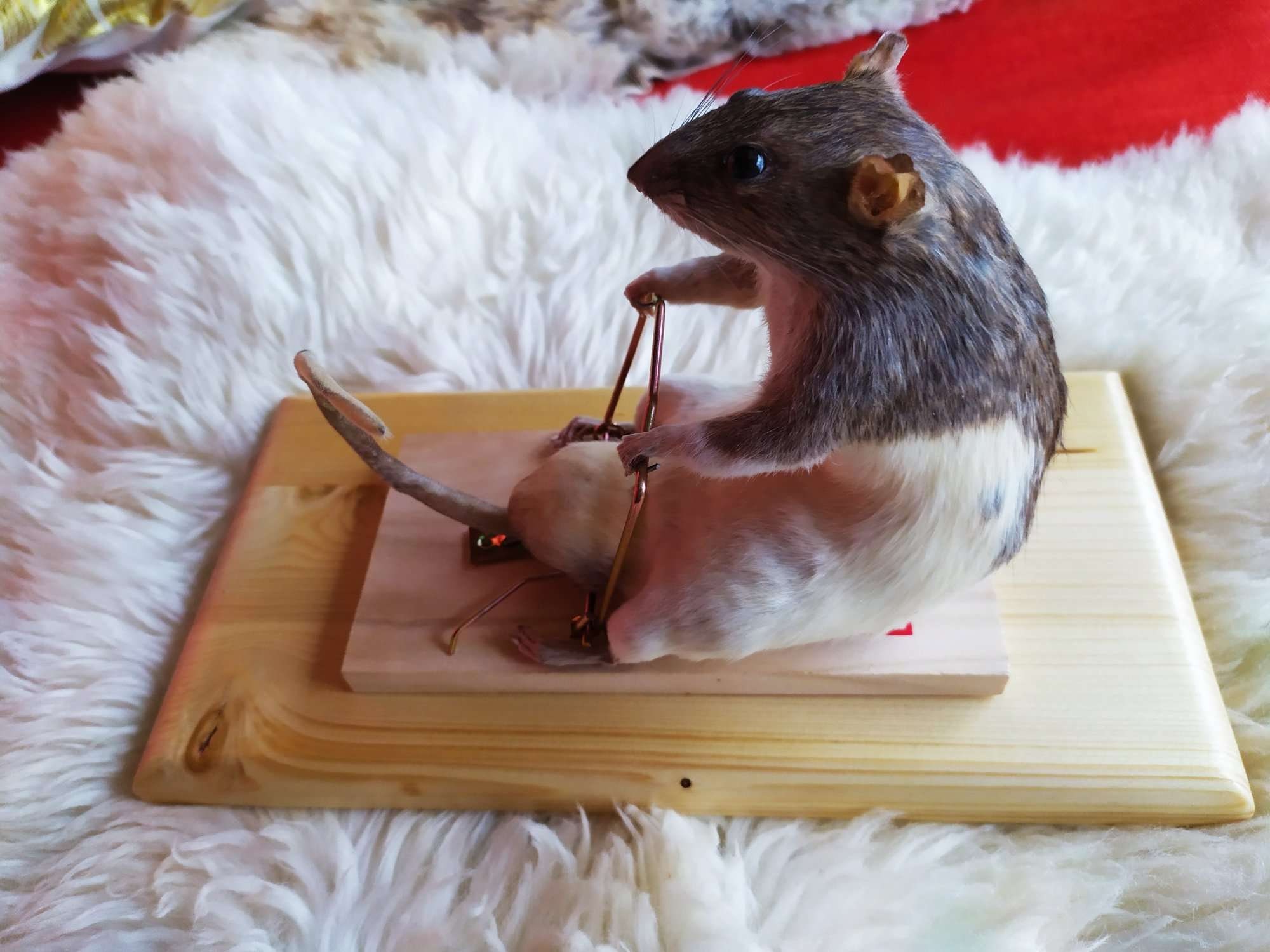 Taxidermy Rat for sale| 50 ads for used Taxidermy Rats