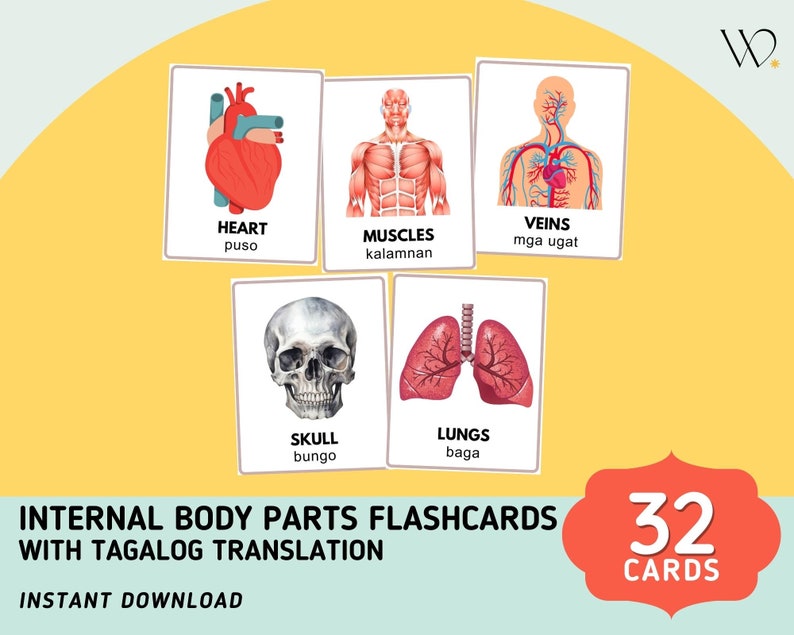 Human Organs Flashcards (32 Cards) W/ Filipino Translation - Filipino ...