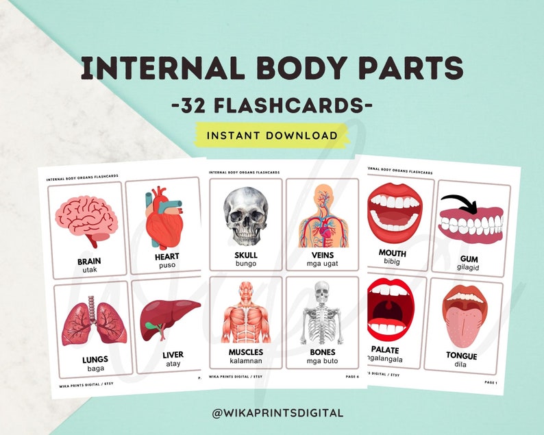Human Organs Flashcards (32 Cards) W/ Filipino Translation - Filipino ...