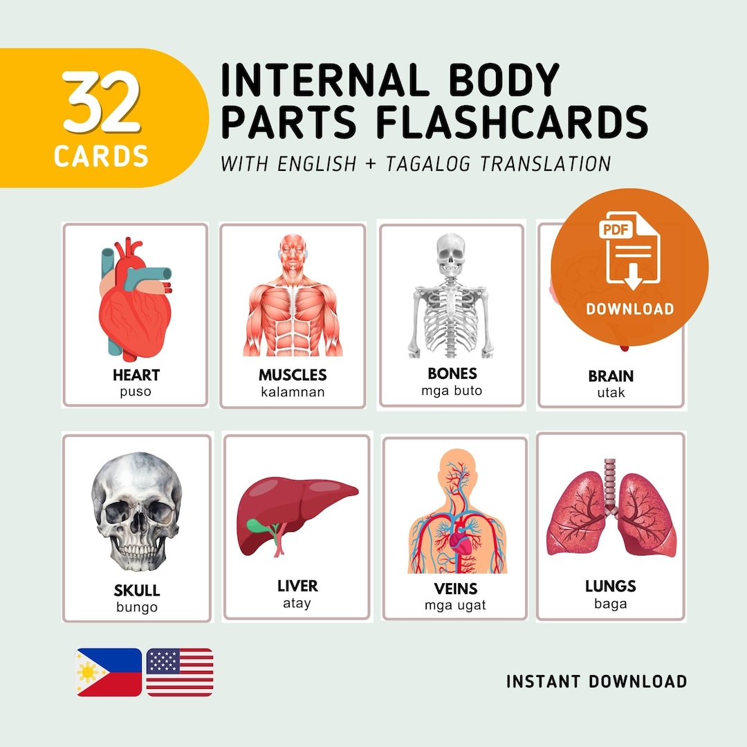 Internal Body Parts Flashcards (32 Cards) With Filipino and English ...