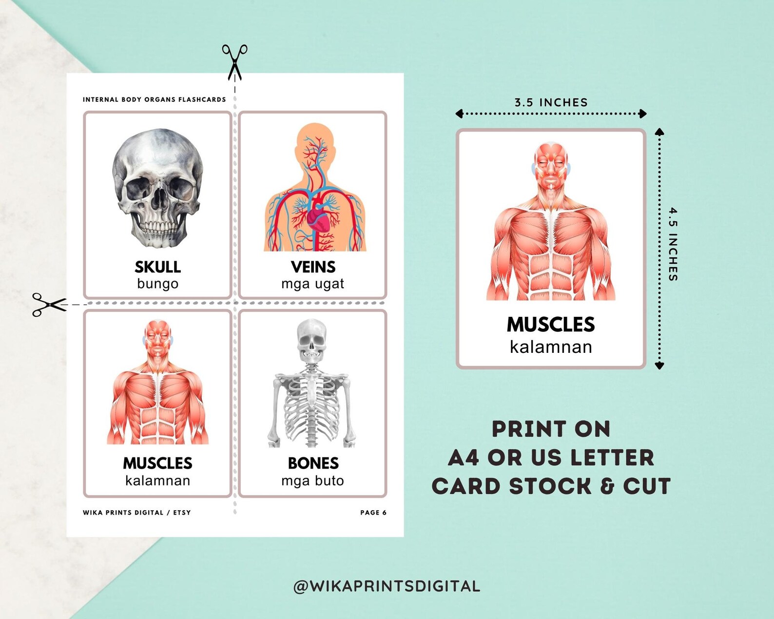 Human Organs Flashcards (32 Cards) W/ Filipino Translation - Filipino ...