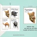 Wild Animals (28 Cards) Flashcards - Tagalog Animals Flashcards With ...
