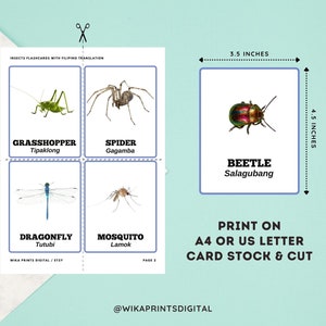 Insects Flashcards 48 Cards With Tagalog Translation Filipino Printable ...