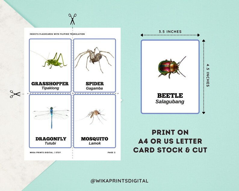 Insects Flashcards 48 Cards With Tagalog Translation - Etsy
