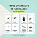 Insects Flashcards (48 Cards) With Tagalog Translation - Filipino ...