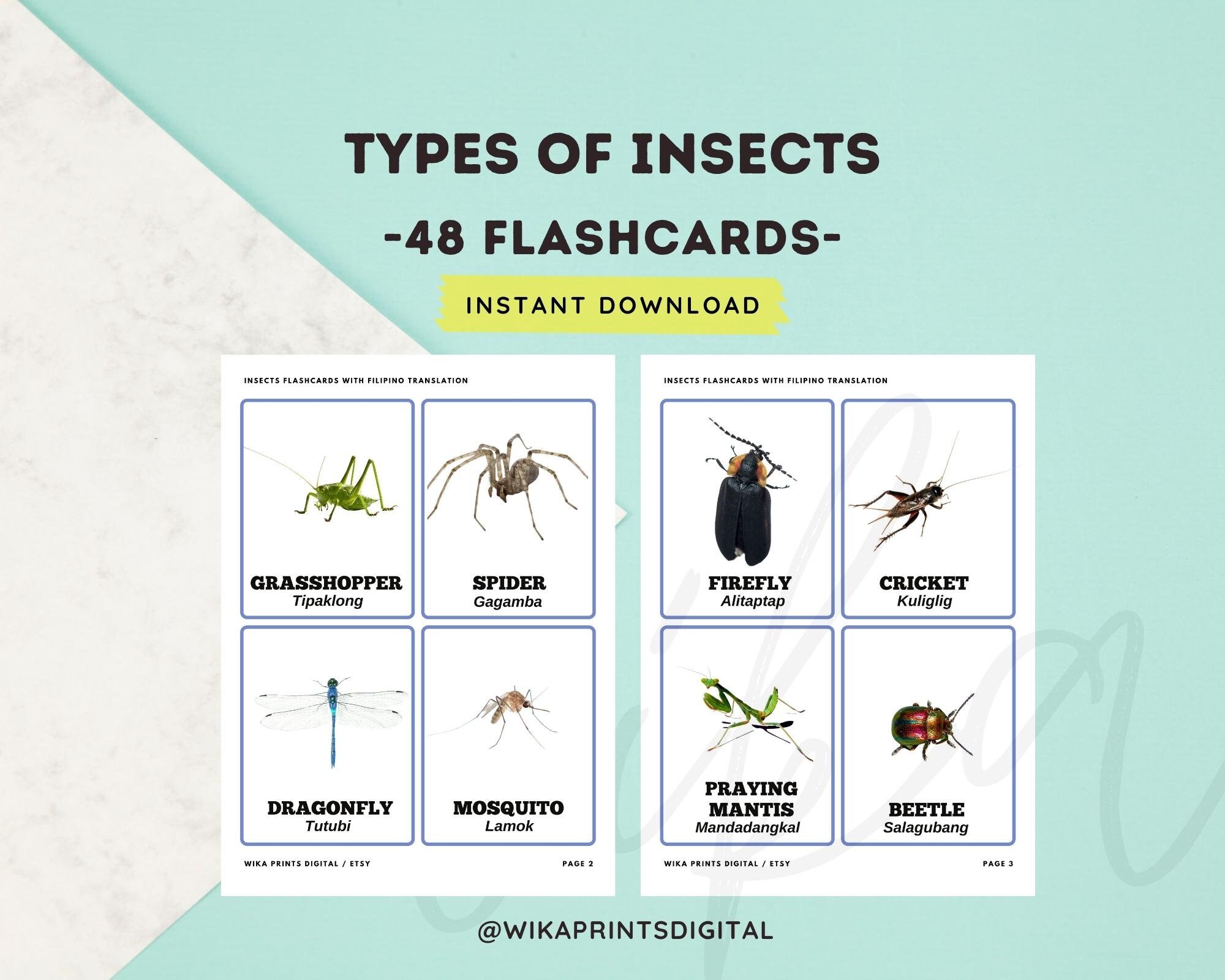 Insects Flashcards 48 Cards With Tagalog Translation - Etsy