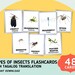 Insects Flashcards (48 Cards) With Tagalog Translation - Filipino ...