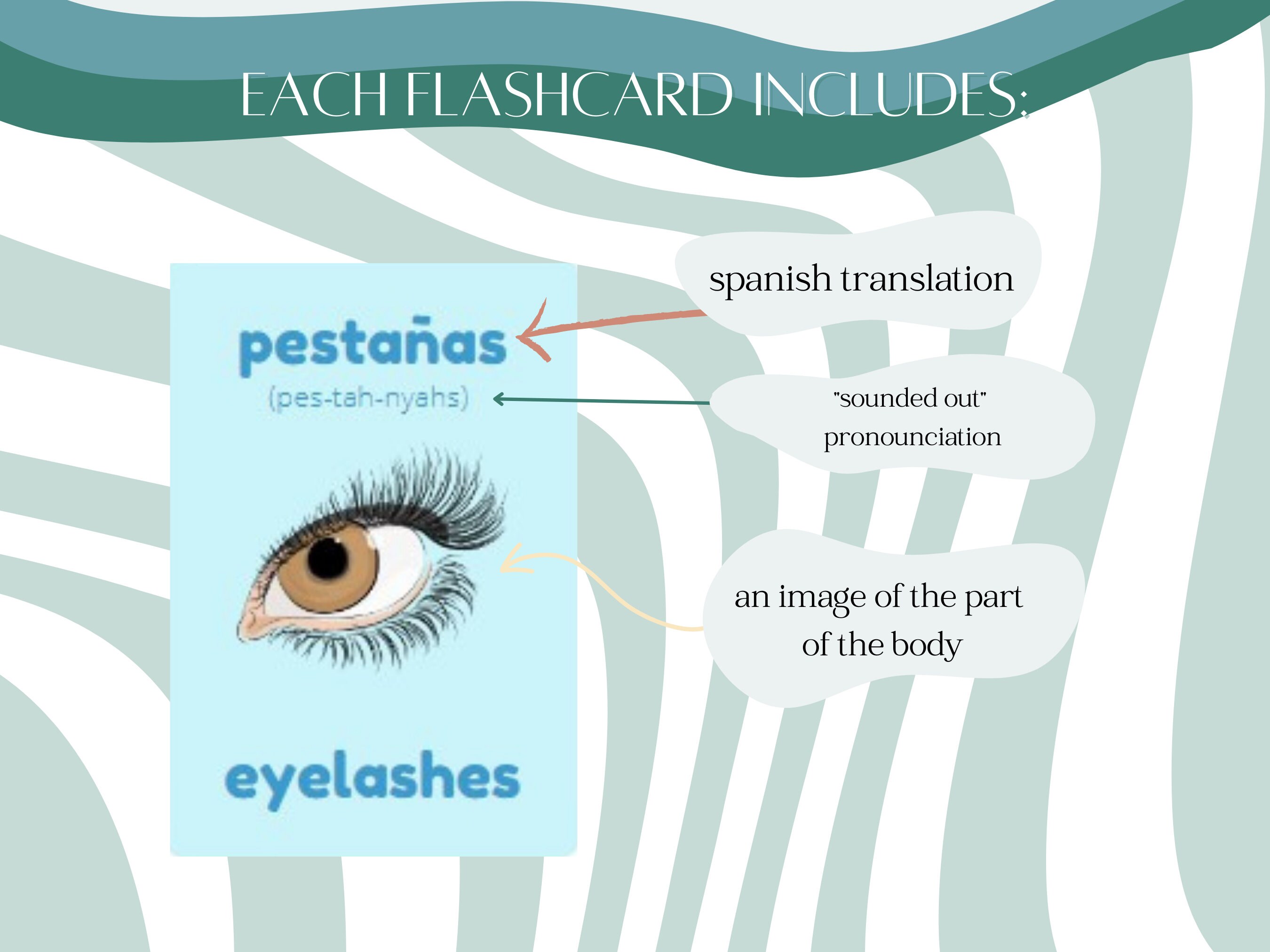 Spanish & English Flashcards Parts of Body: Face/head, Homeschool ...