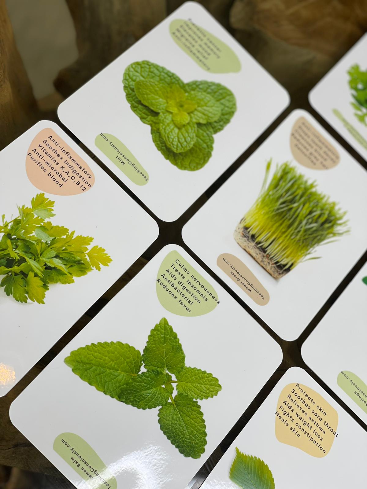Herbal Flashcards for Kids: Learn Herb Identification (PDF Printable ...