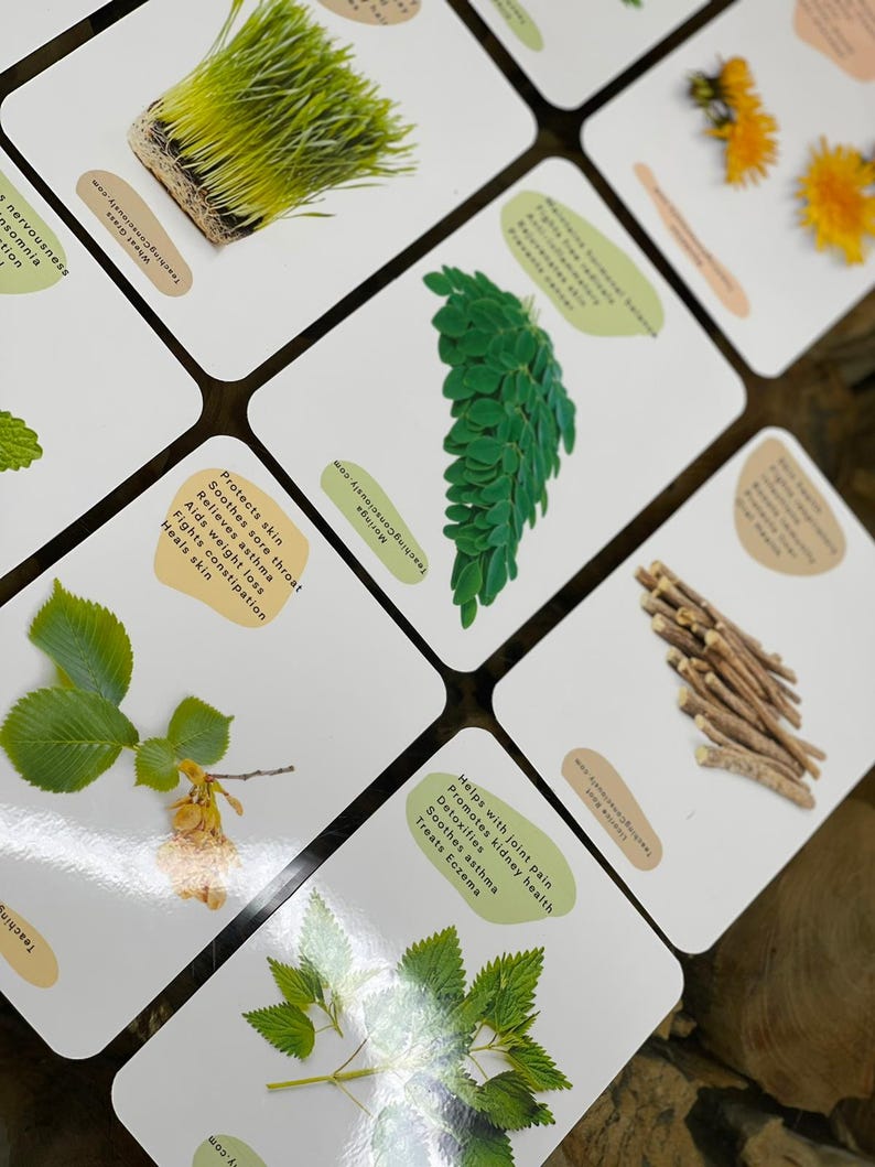 Herbal Flashcards for Kids: Learn Herb Identification (PDF Printable ...