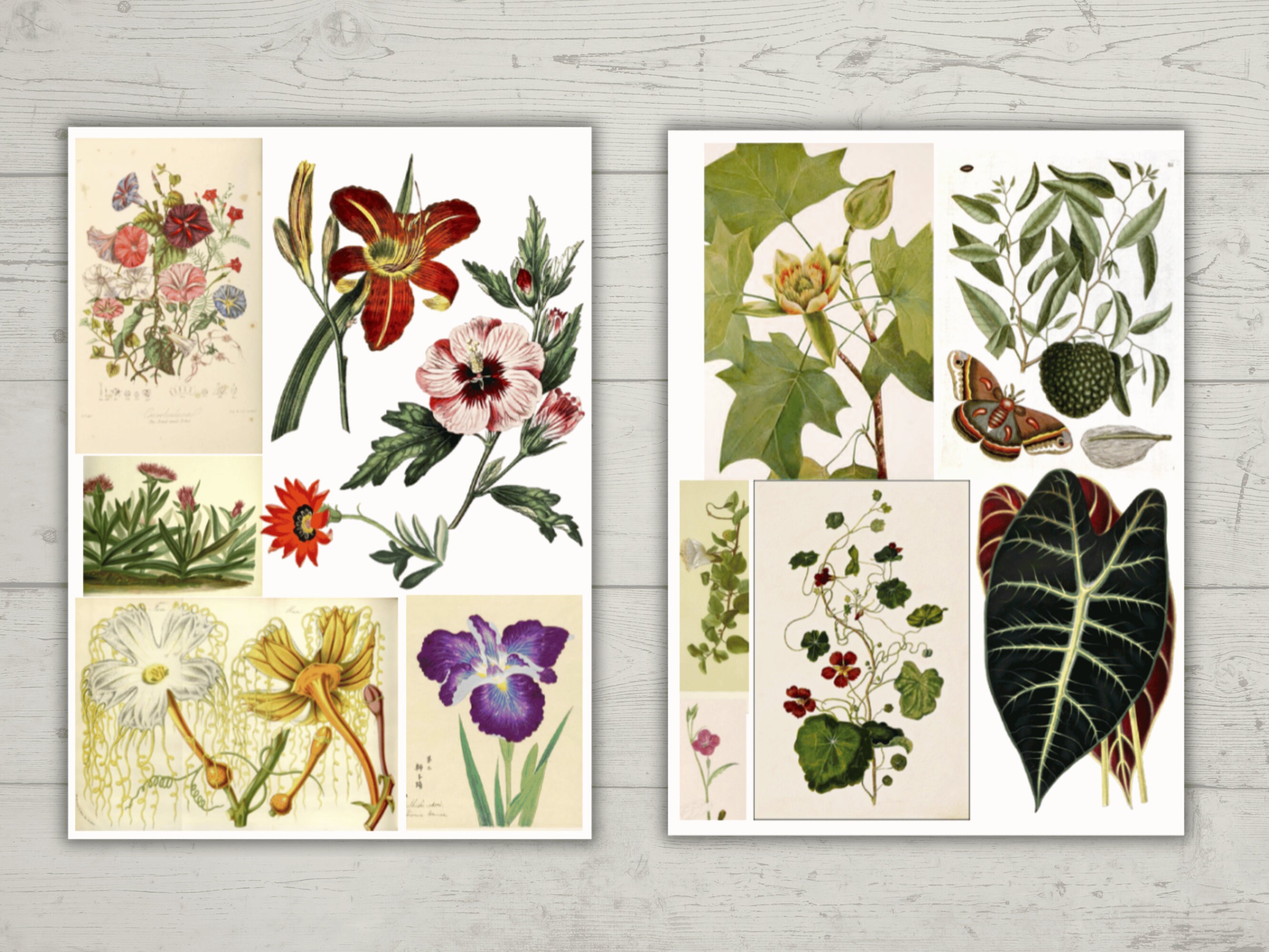 Vintage Botanical Ephemera Printable for Junk Journals, Collage, Card ...