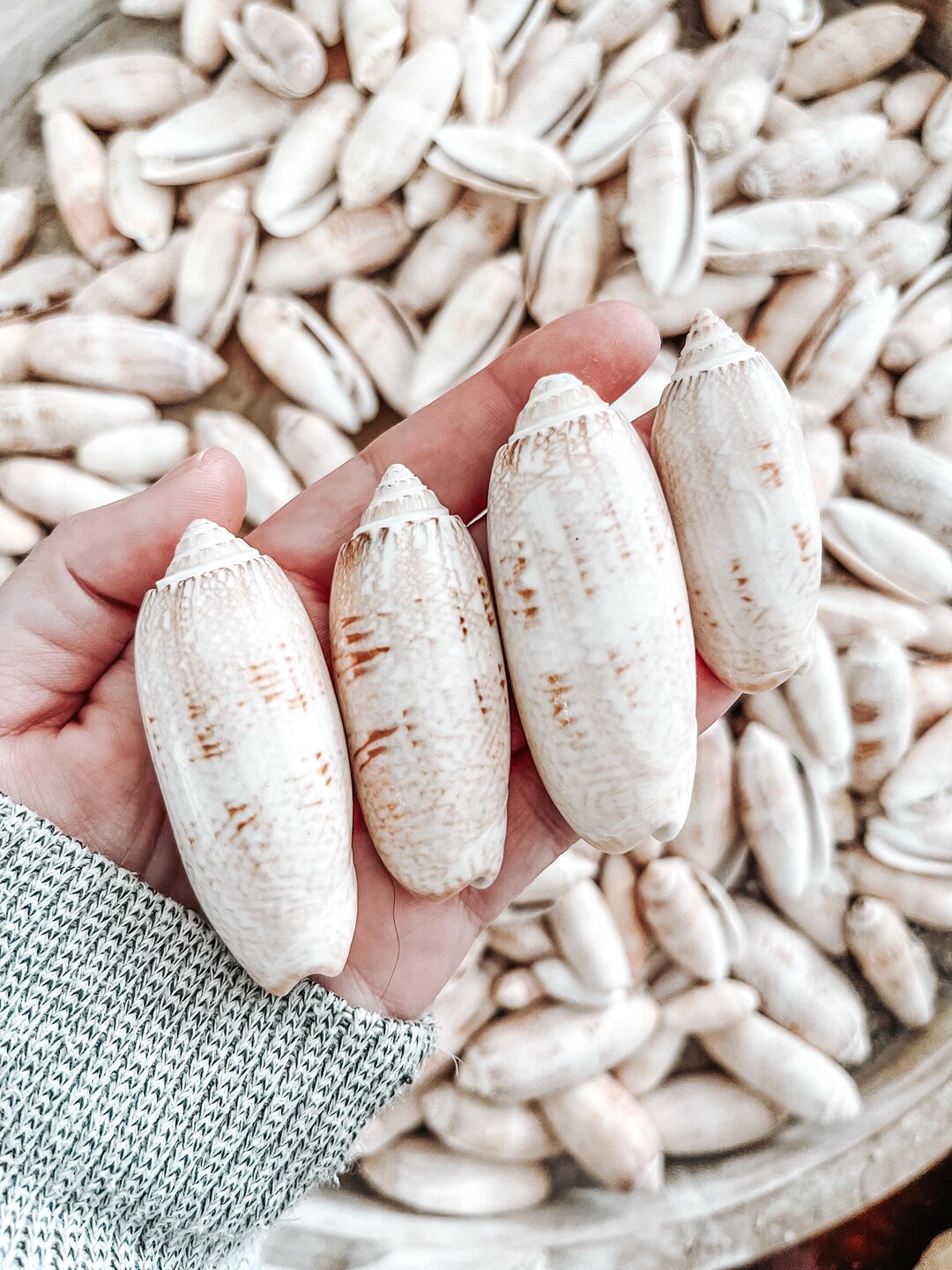 Lettered Olive Sea Shells From South Florida - Etsy