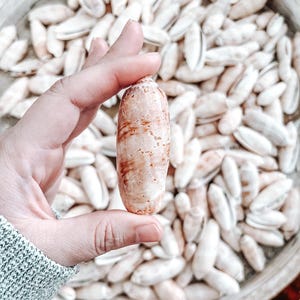 Lettered Olive Sea Shells From South Florida - Etsy