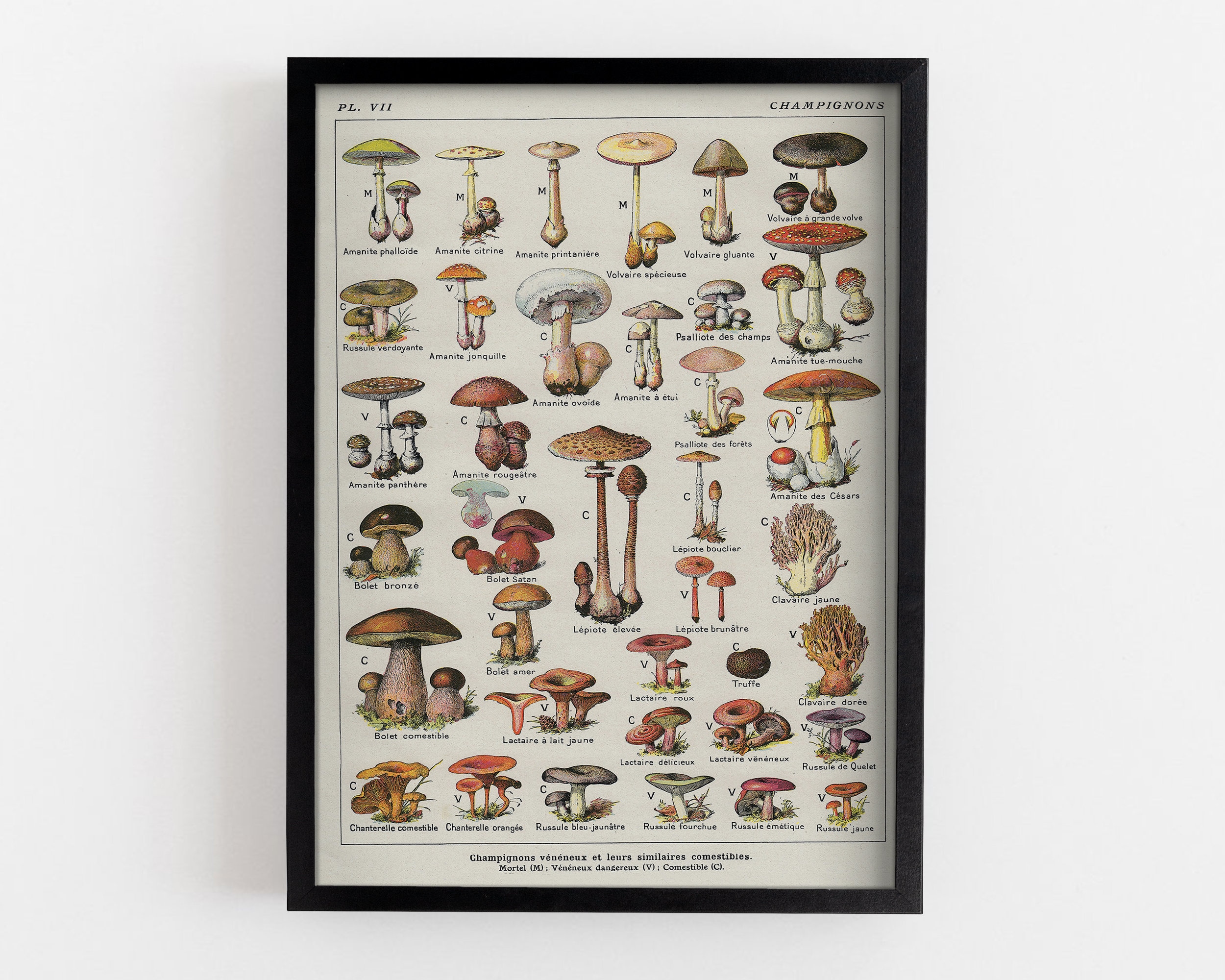 Botanical Educational Poster Mushrooms Poster, Red Framed Print, Beige ...