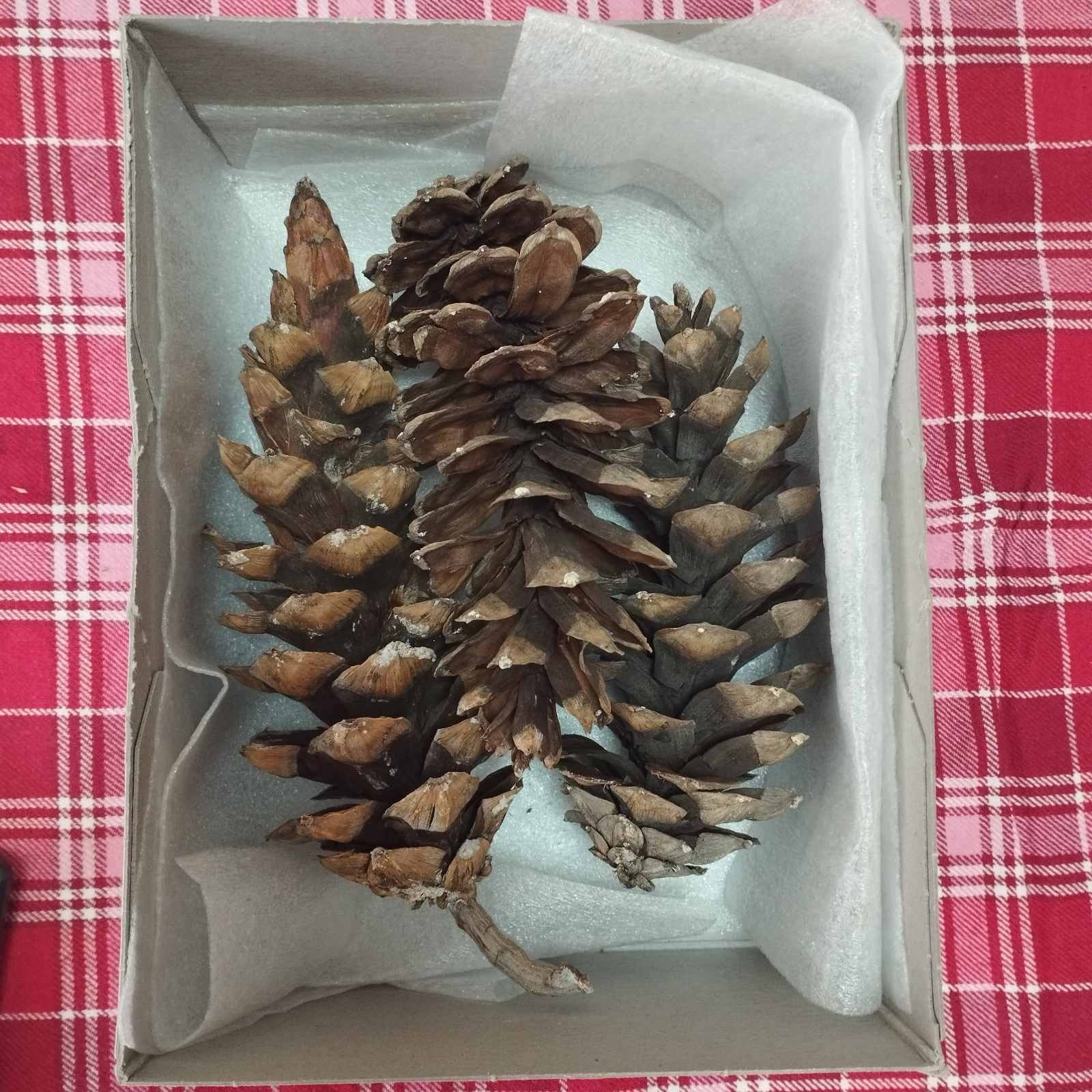 3 PINE CONES NATURAL in Box Pinus Peuce Eco Decor the Best - Etsy