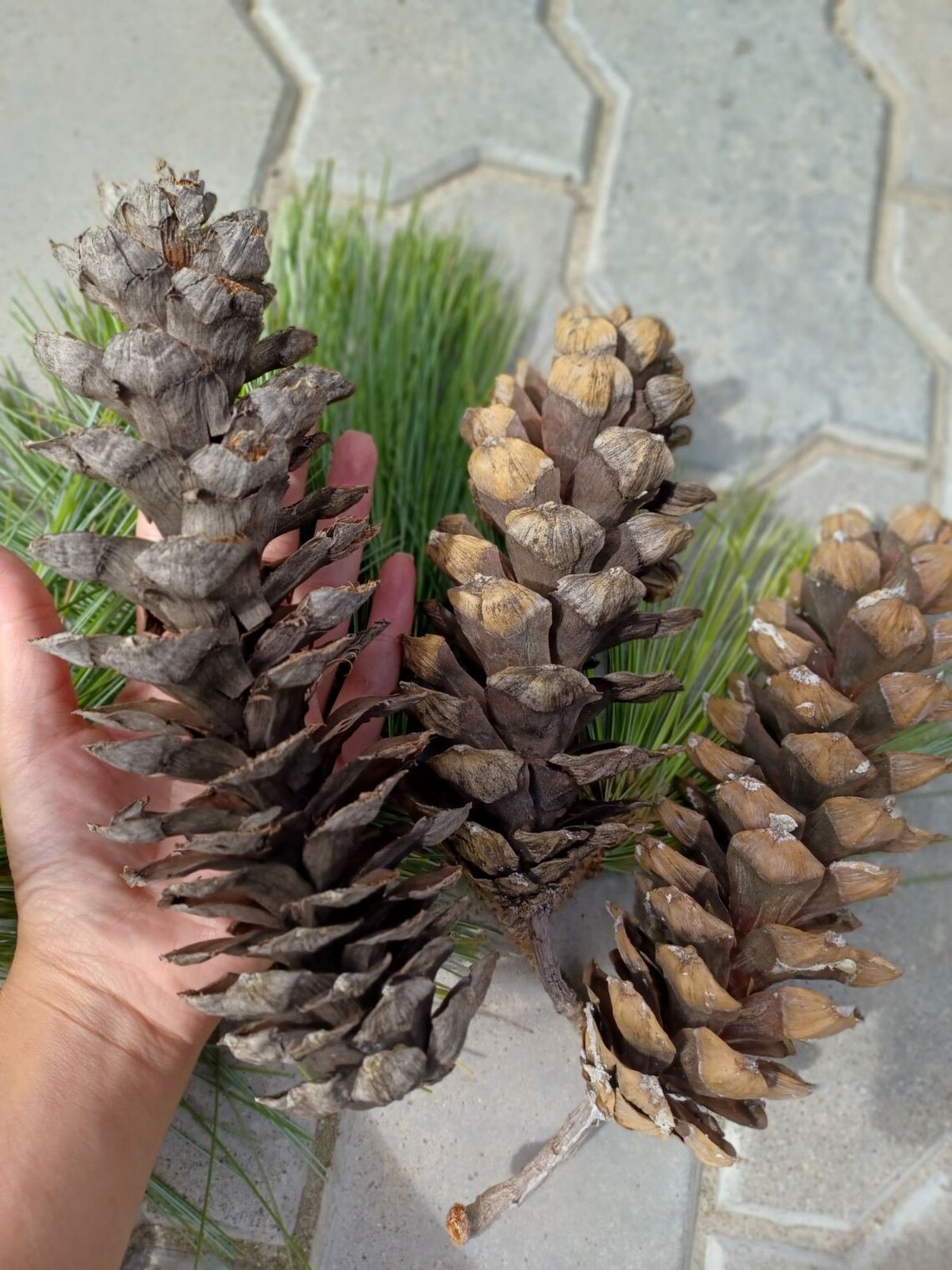 3 PINE CONES NATURAL in Box Pinus Peuce Eco Decor the Best - Etsy