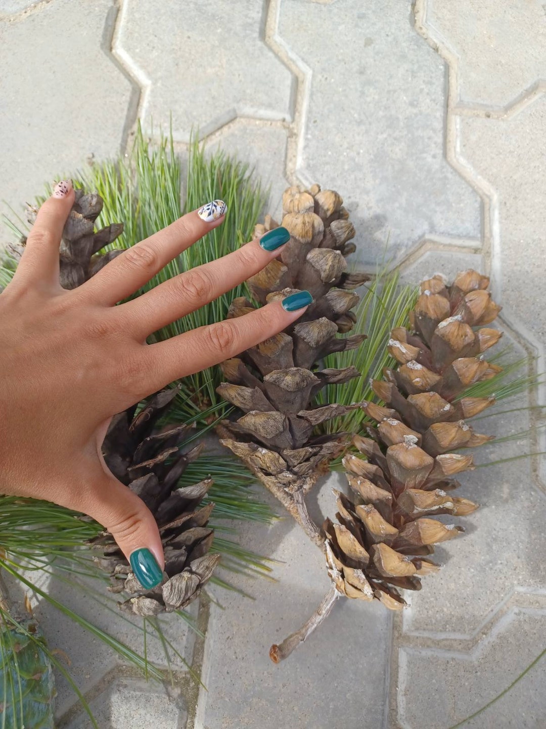 3 PINE CONES NATURAL in Box , Pinus Peuce, Eco Decor, the Best ...