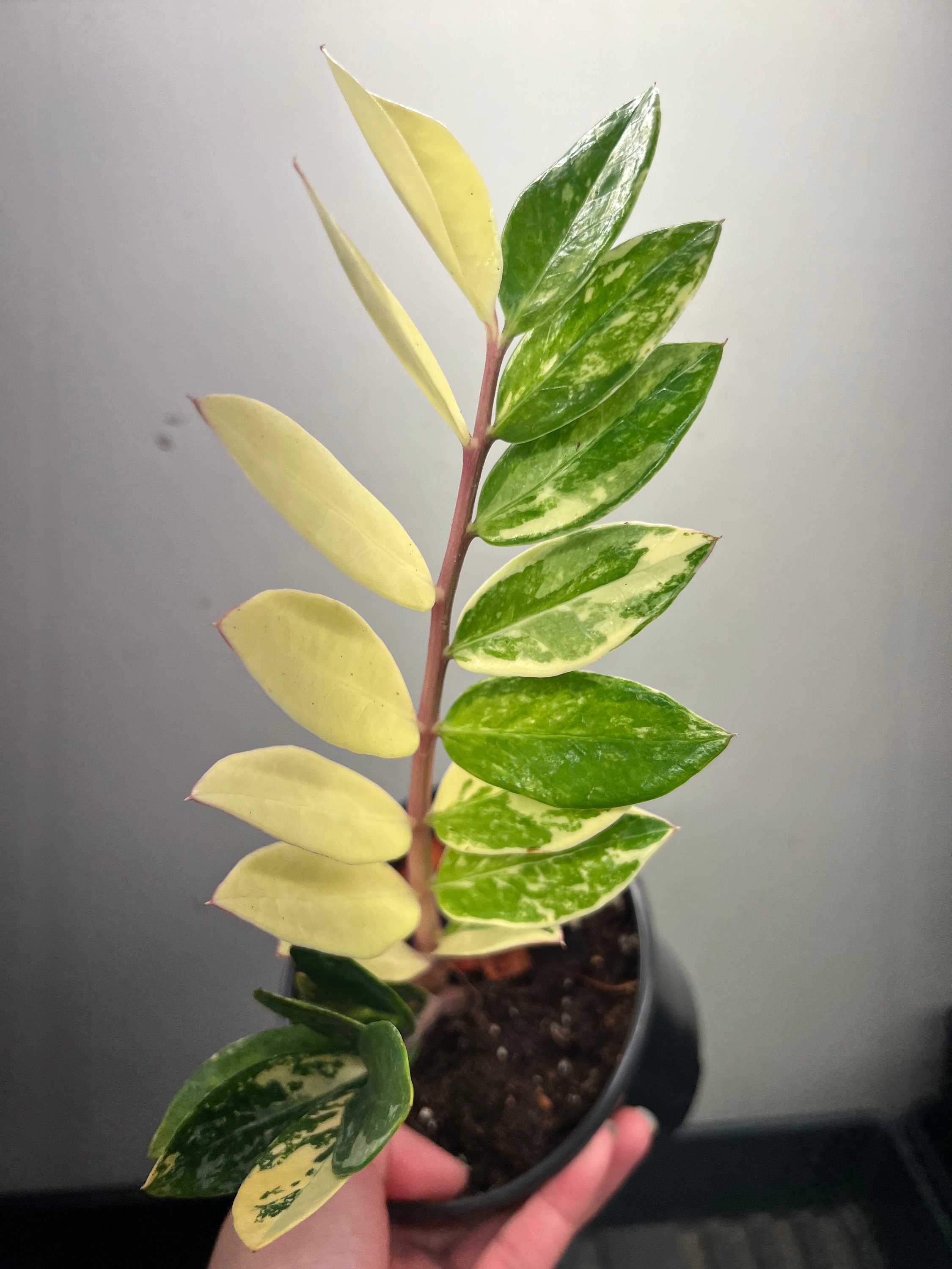 Variegated ZZ - Etsy