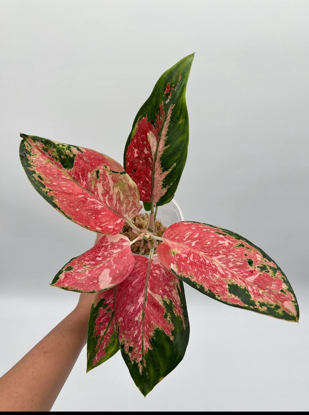 US Seller Aglaonema Tricolor Cochin - Etsy