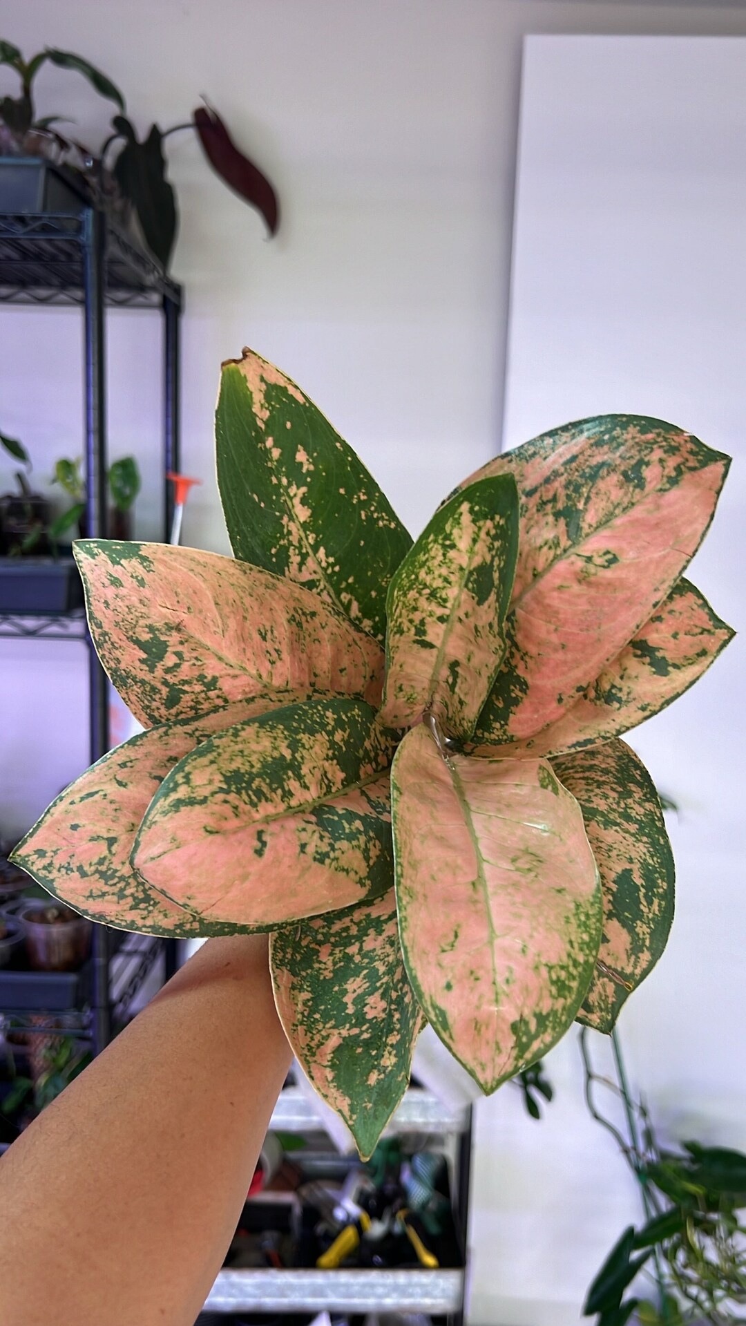 Aglaonema Pink Banana Mutation - Etsy