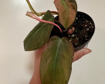 Rare Variegated Philodendron Mican Mint in a Nursery Pot High ...