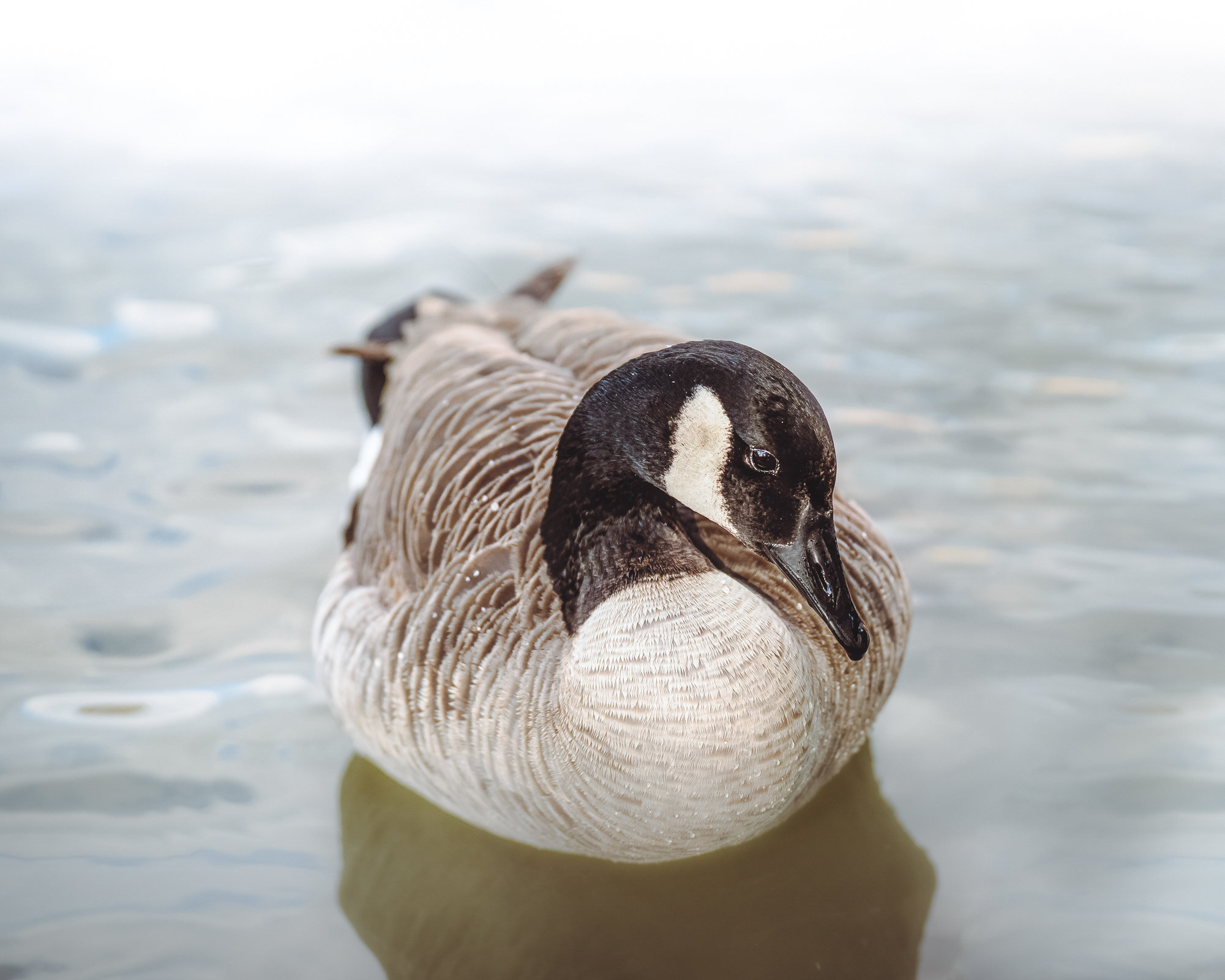 Canadian Goose Print, Instant Download, Wall Art Photography, Modern ...