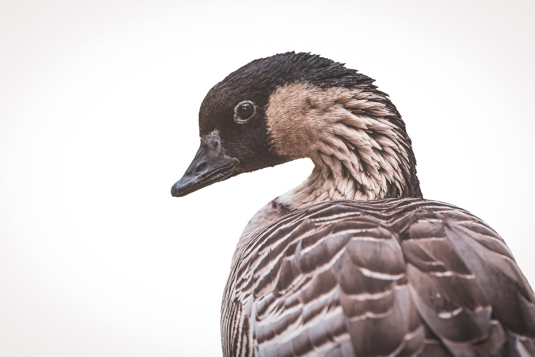 Nene Goose, Hawaiian Bird, Instant Download, Digital Download ...
