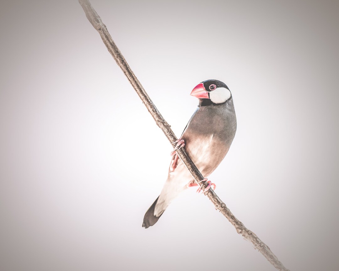 Java Finch, Sparrow, Soft Color Wall Art, Avian Photo, Birds of Hawaii ...